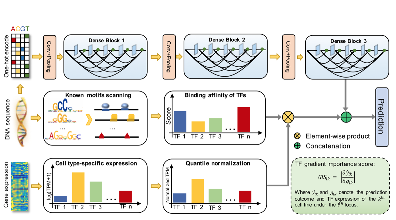 DeepCAGE: Incorporating Transcription Factors in Genome-Wide Prediction of Chromatin ...
